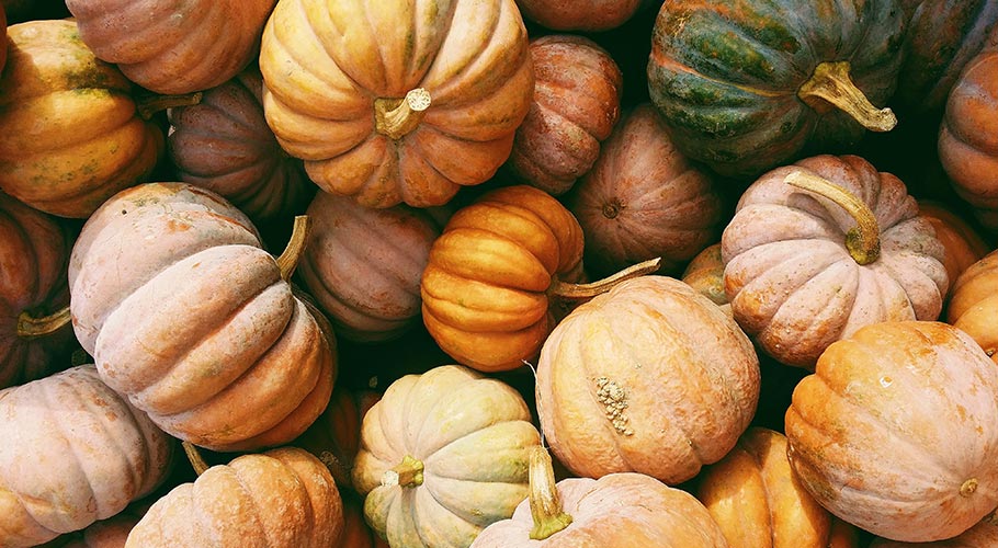 Hoe kweek ik een pompoen? | De Moestuinwinkel